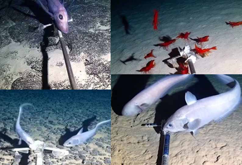 Ratfish with big ears among dozens of odd-looking never-before-see deep ...