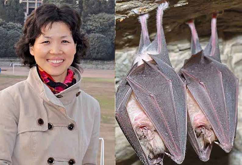 How China muzzled its Bat Woman: Beijing authorities hushed up the ...