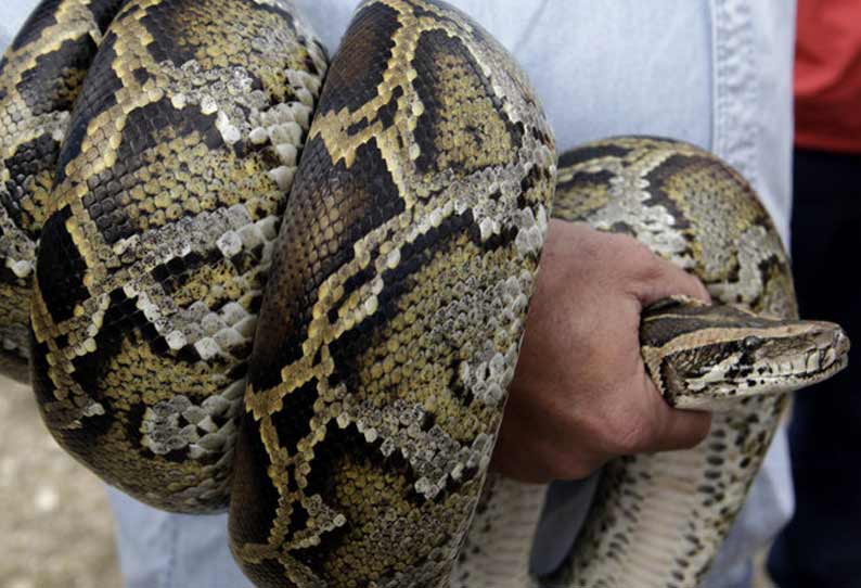 Pythons might become a new menu item in Florida if scientists can ...