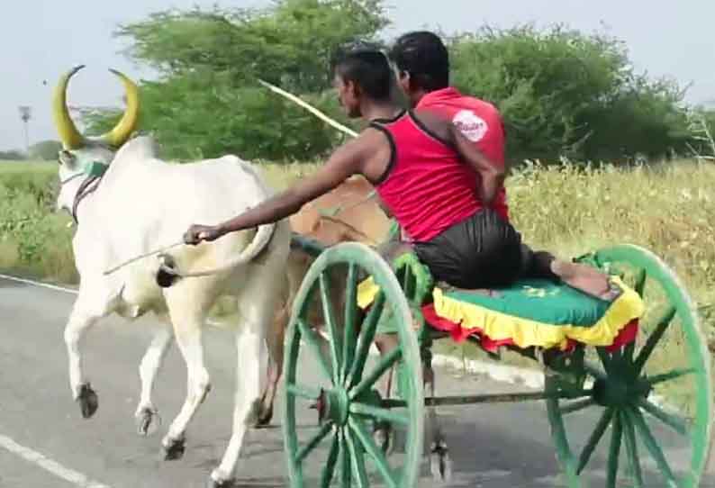 Cow cart racing | மாட்டு வண்டி பந்தயம்