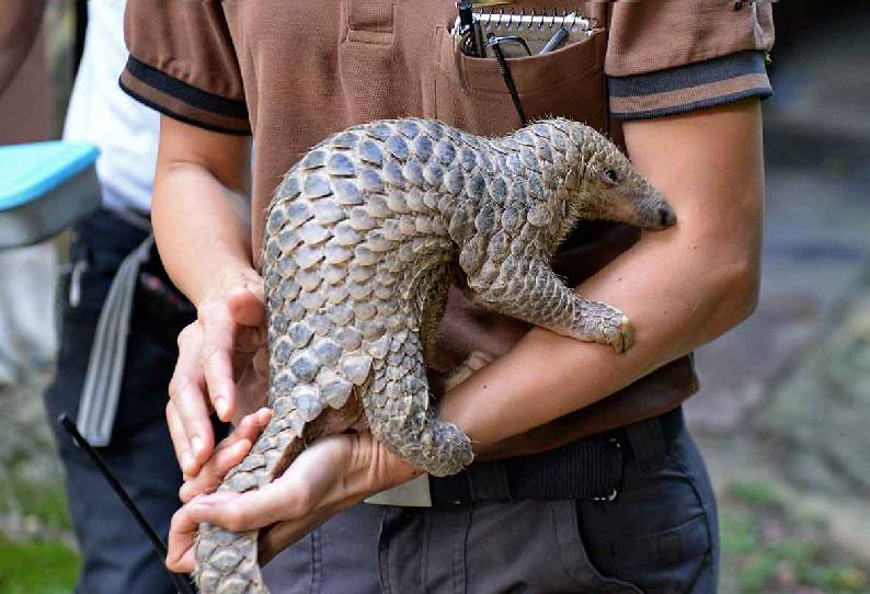 In Pakistan 80 Percent Of Rare Species Are Killed And Exported To