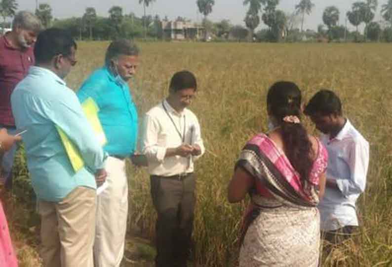 Agronomists study traditional paddy varieties | பாரம்பரிய நெல் ரகங்களை ...