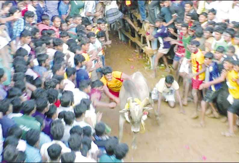 Jallikattu Rampaged stifled the Bulls players competing 14 injured ...