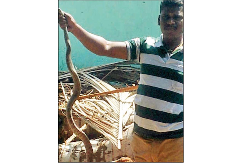 Cottage house 7-foot-long snake was caught alive | குடிசை வீட்டுக்குள் ...