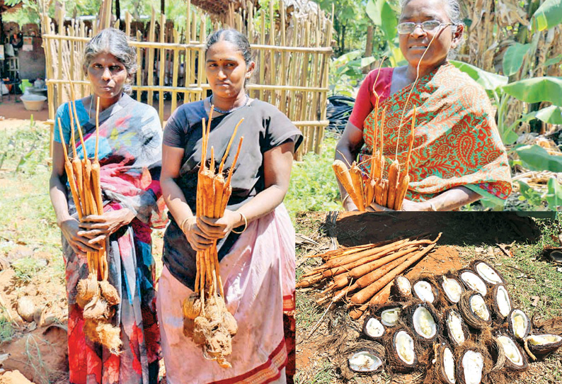 Palmyra tuber: Cultivation system .. Medical glory .. | பனங்கிழங்கு ...